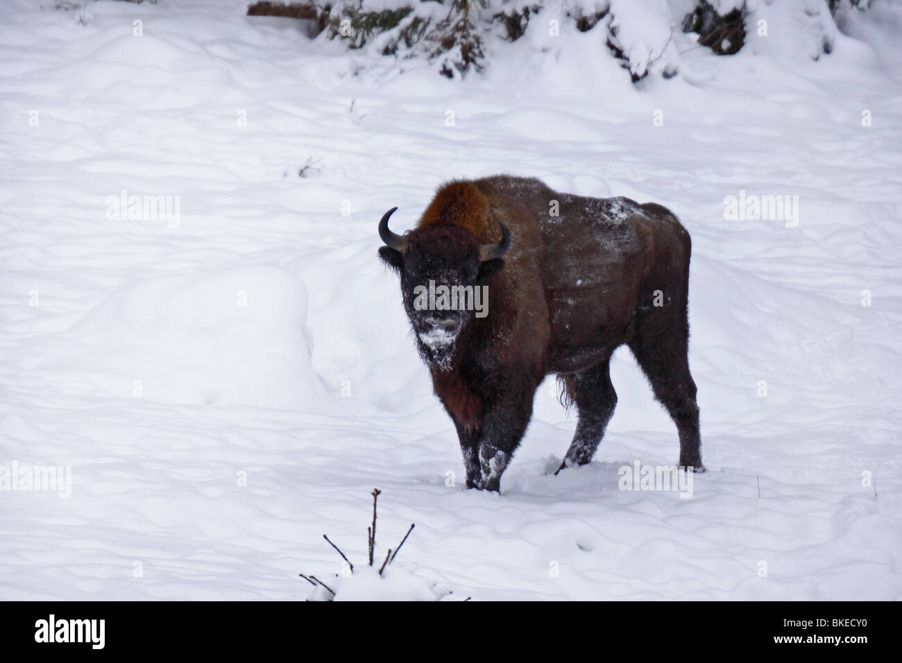 European bison and cattle hi-res stock photography and images - Alamy