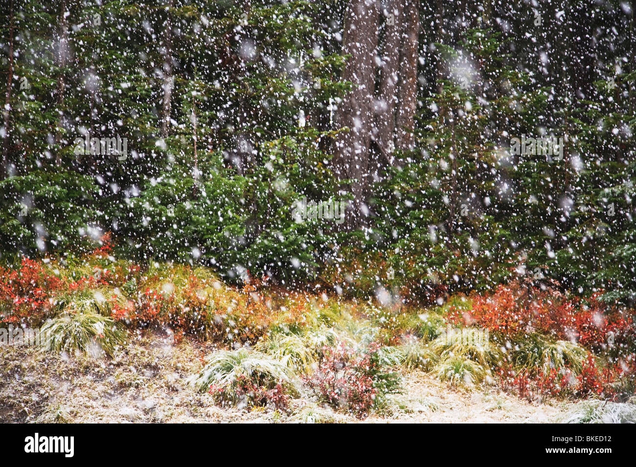 Snow Falling In A Forest, Oregon Cascades, Oregon, Usa Stock Photo - Alamy