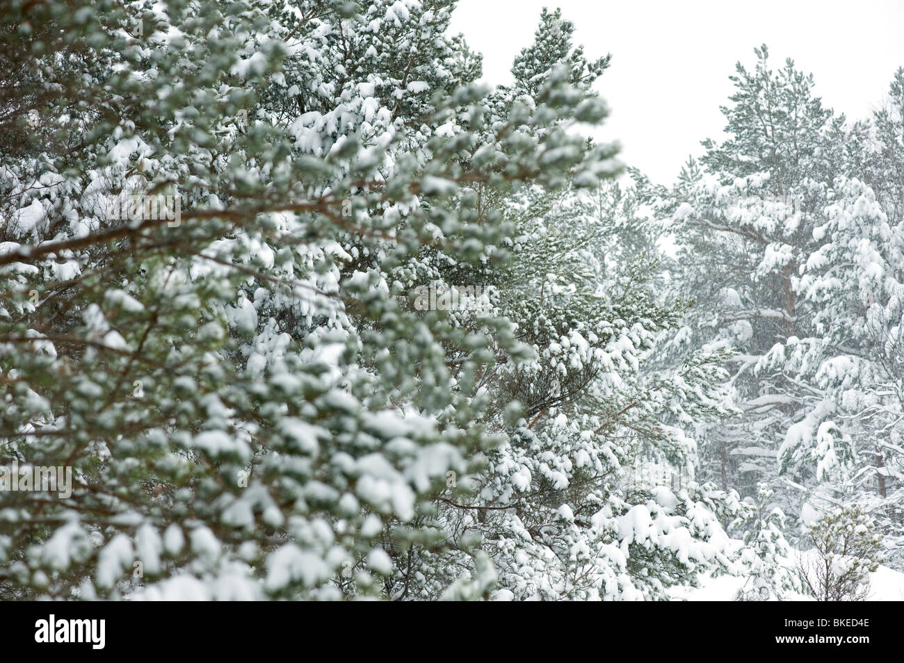 Cold climate details hi-res stock photography and images - Alamy