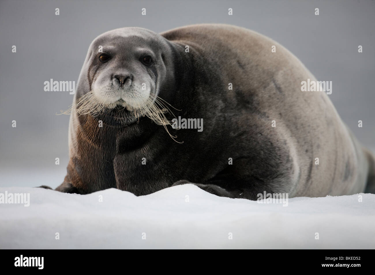 Norway, Svalbard, Nordaustlandet, Bearded Seal (Erignathus barbatus ...