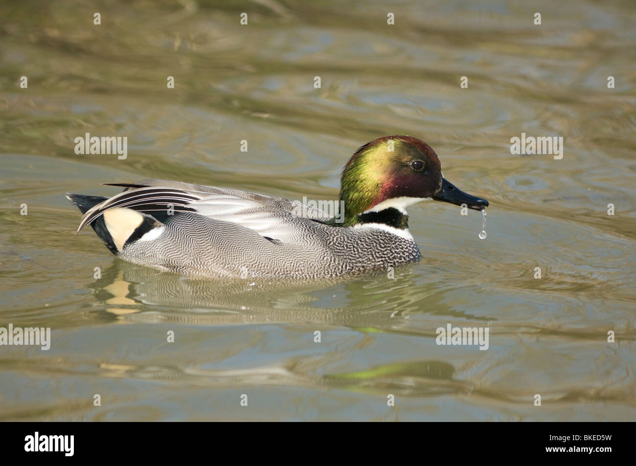 Falcated teal in breeding plumage Anas falcata Stock Photo - Alamy