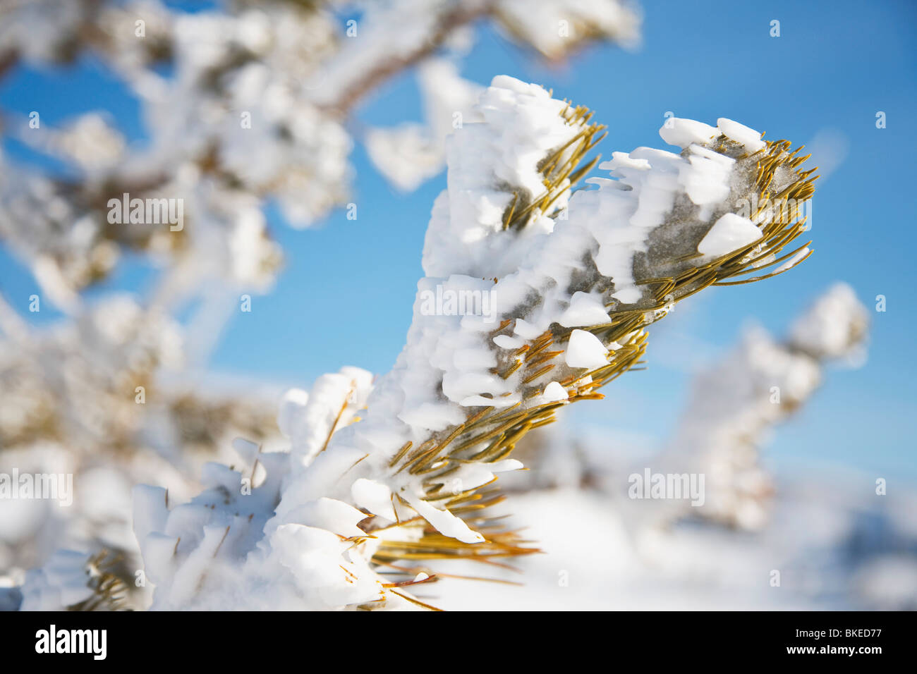 Snow On A Tree Stock Photo - Alamy