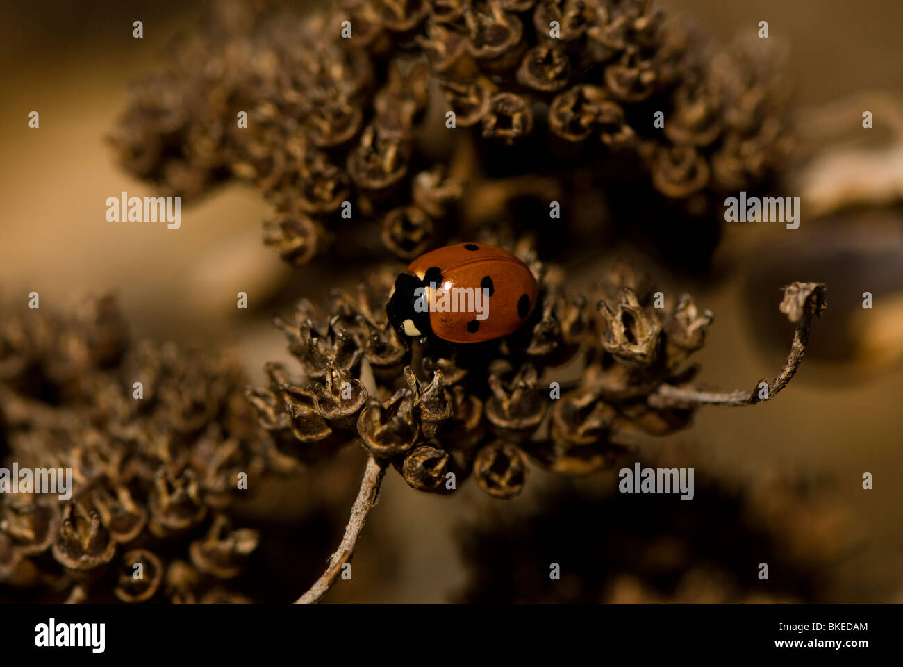 Ladybug center on aged Hydrangea plant captured as winter broke into ...