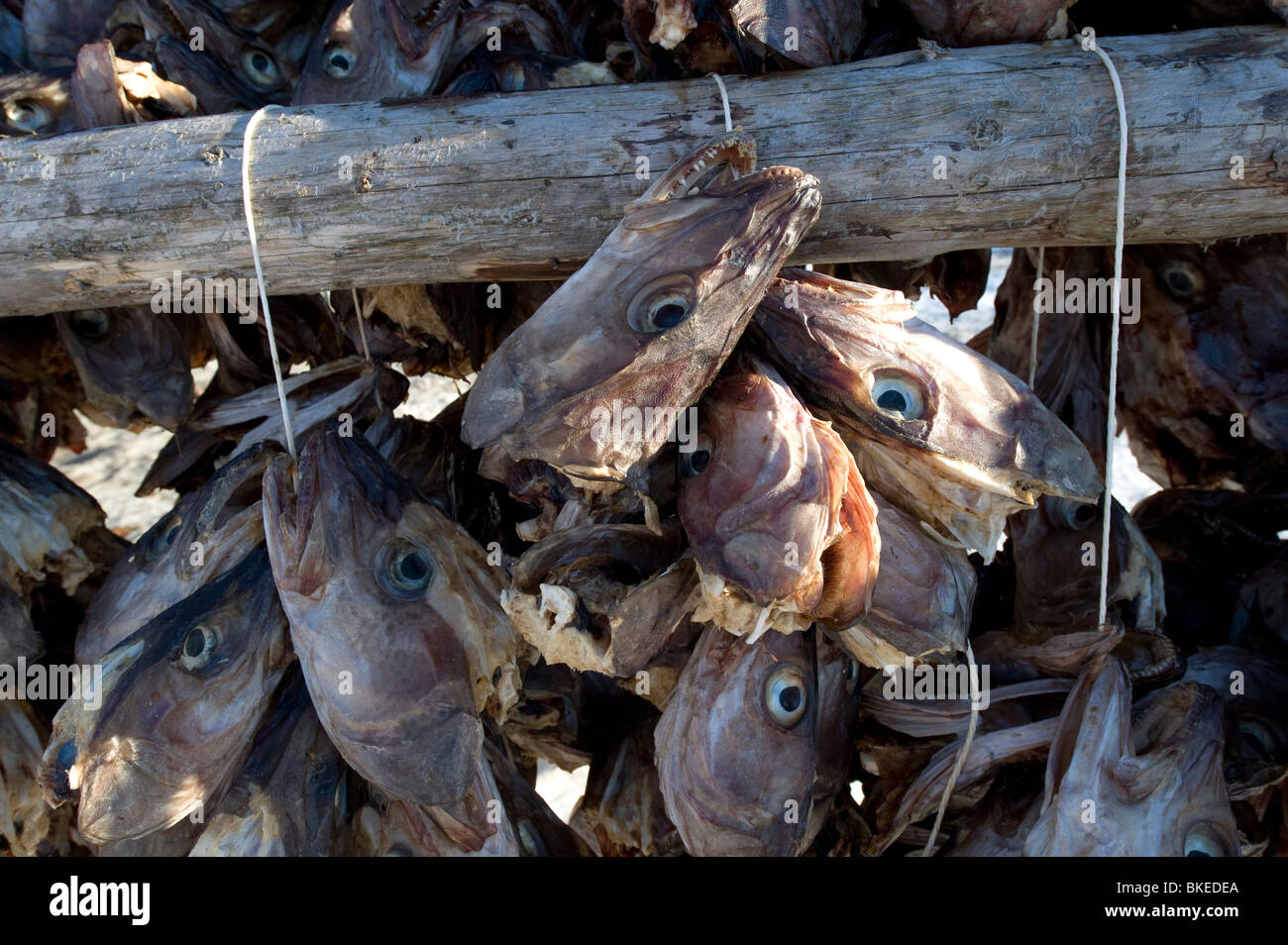 Heads of Atlantic cod (Stockfish) Lofoten, Norway Stock Photo - Alamy