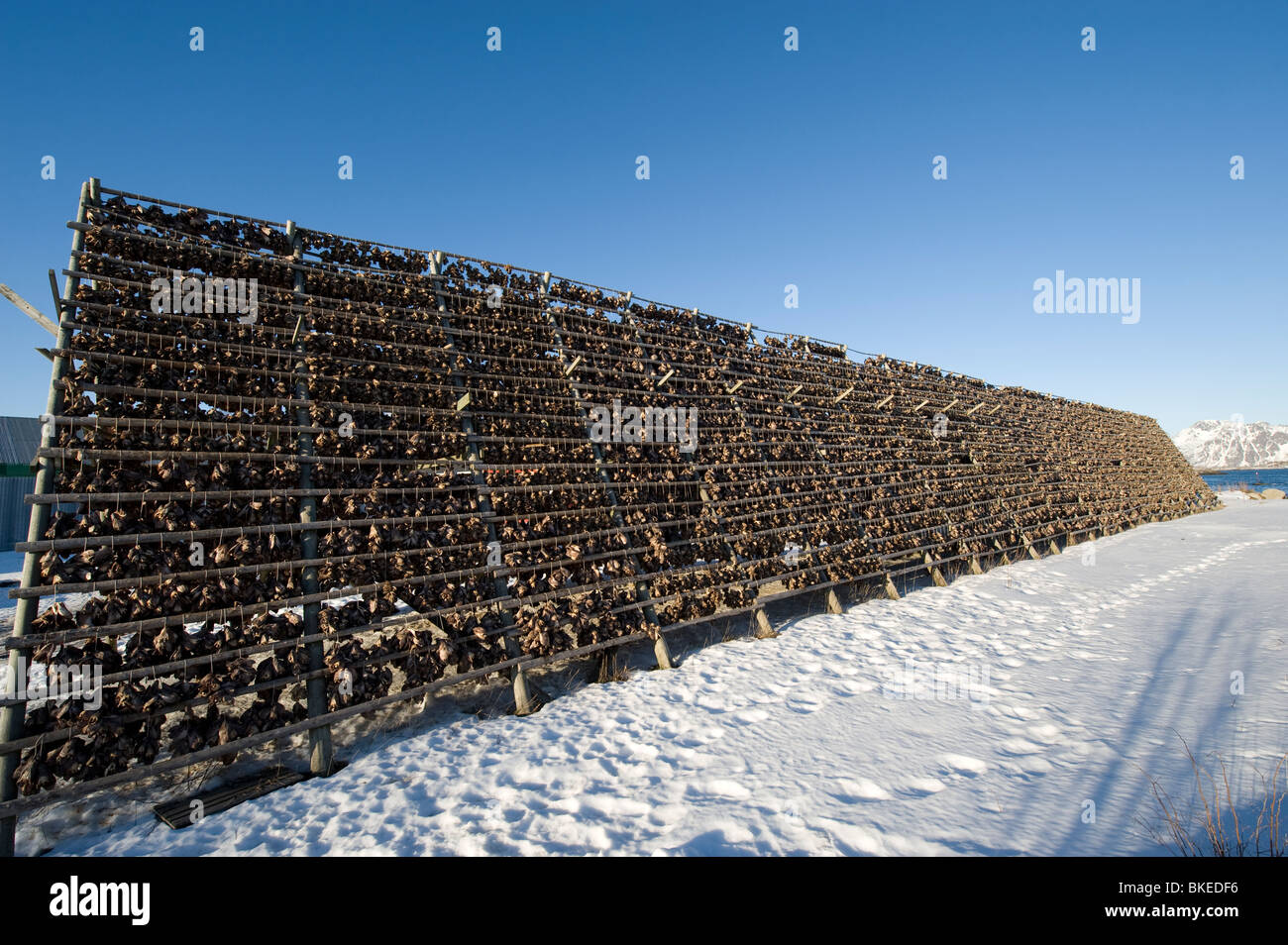 Atlantic cod (Stockfish) Lofoten, Norway Stock Photo - Alamy