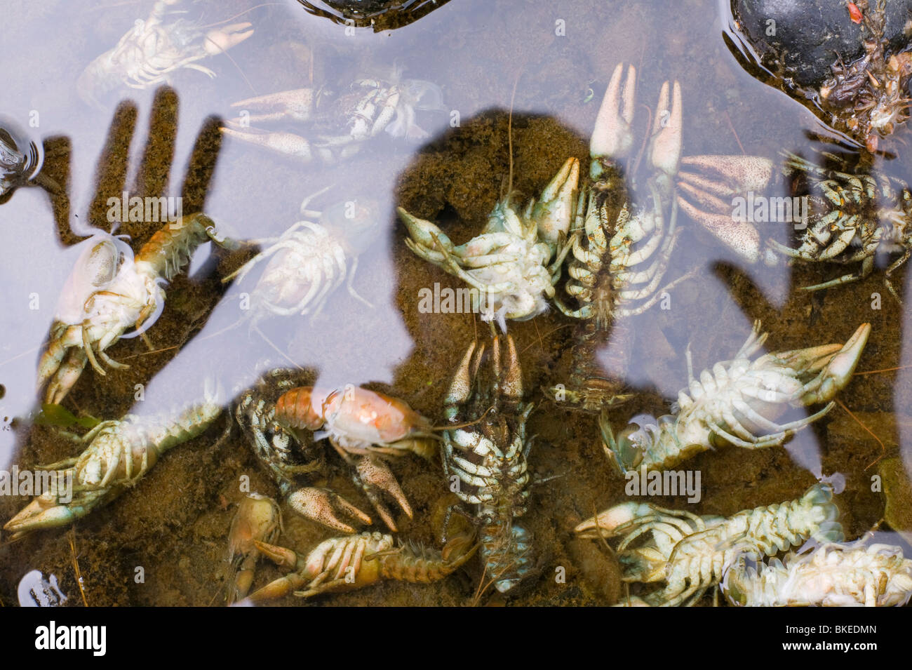 White Clawed Crayfish High Resolution Stock Photography and Images - Alamy