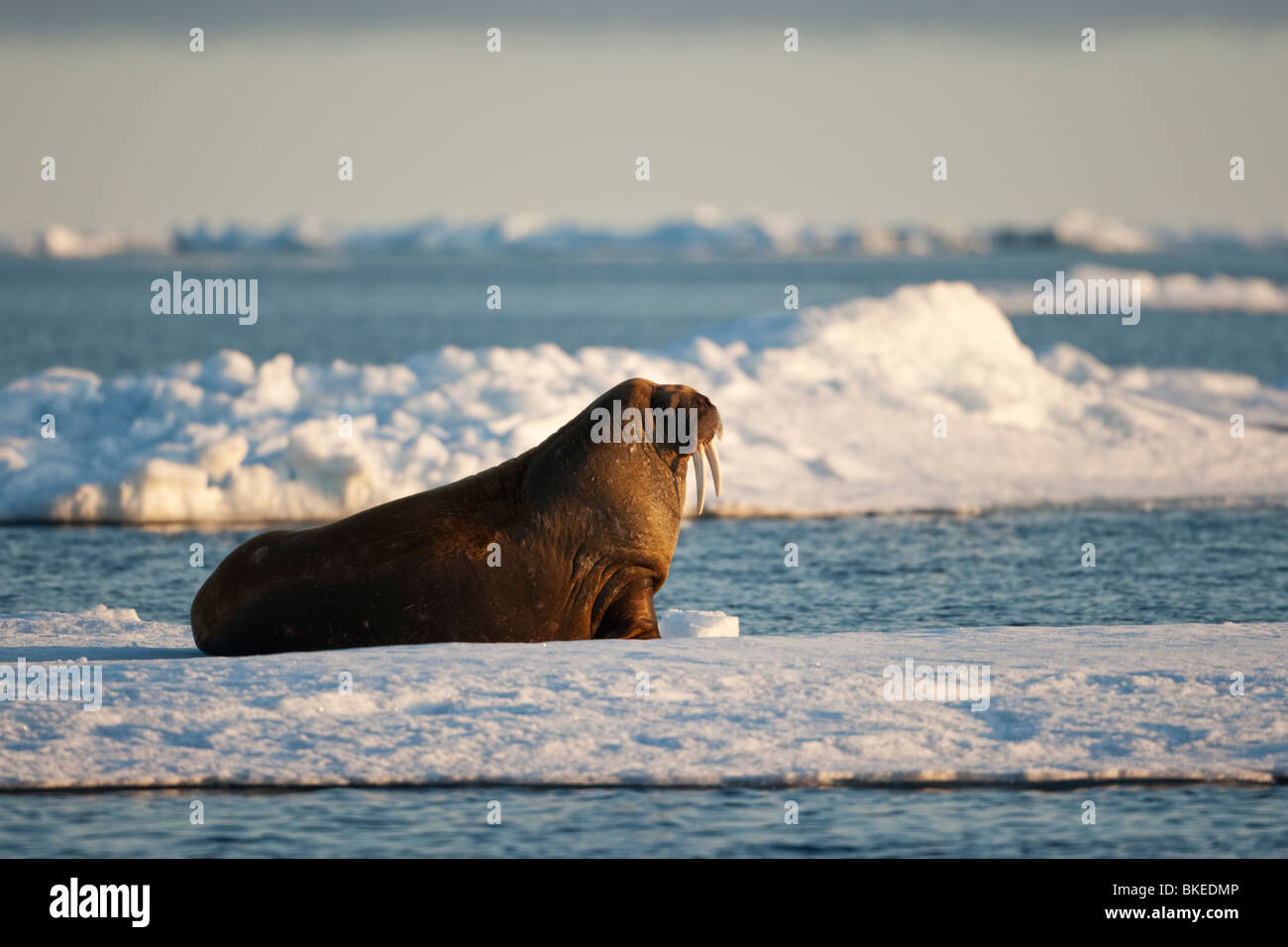 Norway, Svalbard, Nordaustlandet, Walrus (Odobenus rosmarus) on pack ...