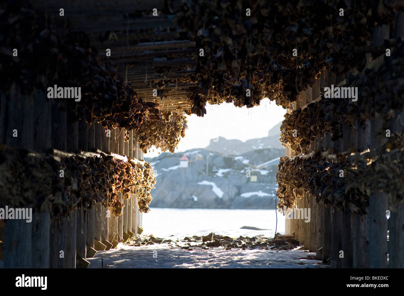 Dry cod / stockfish, Lofoten Norway Stock Photo - Alamy