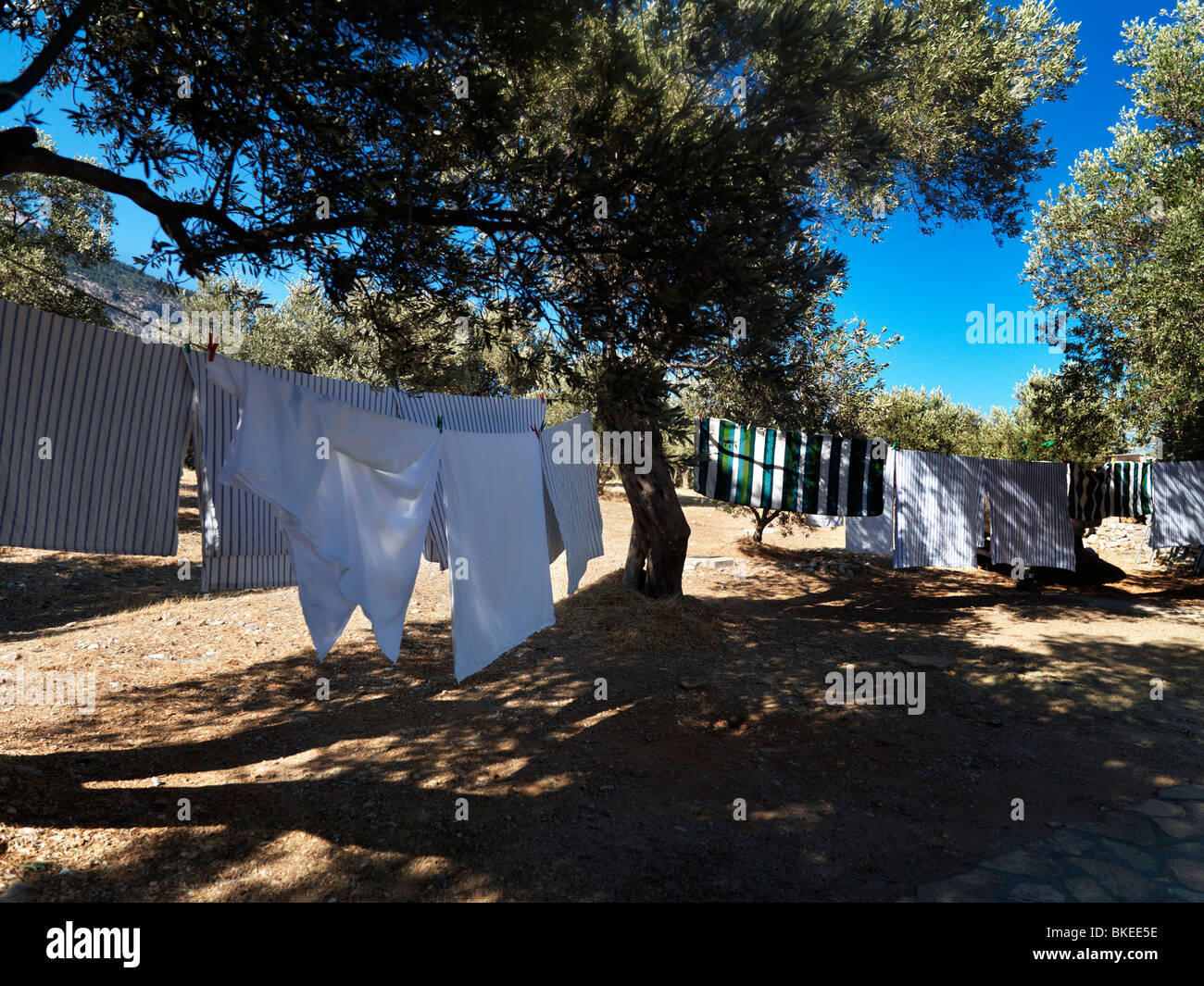 Laundry trees hi-res stock photography and images - Alamy