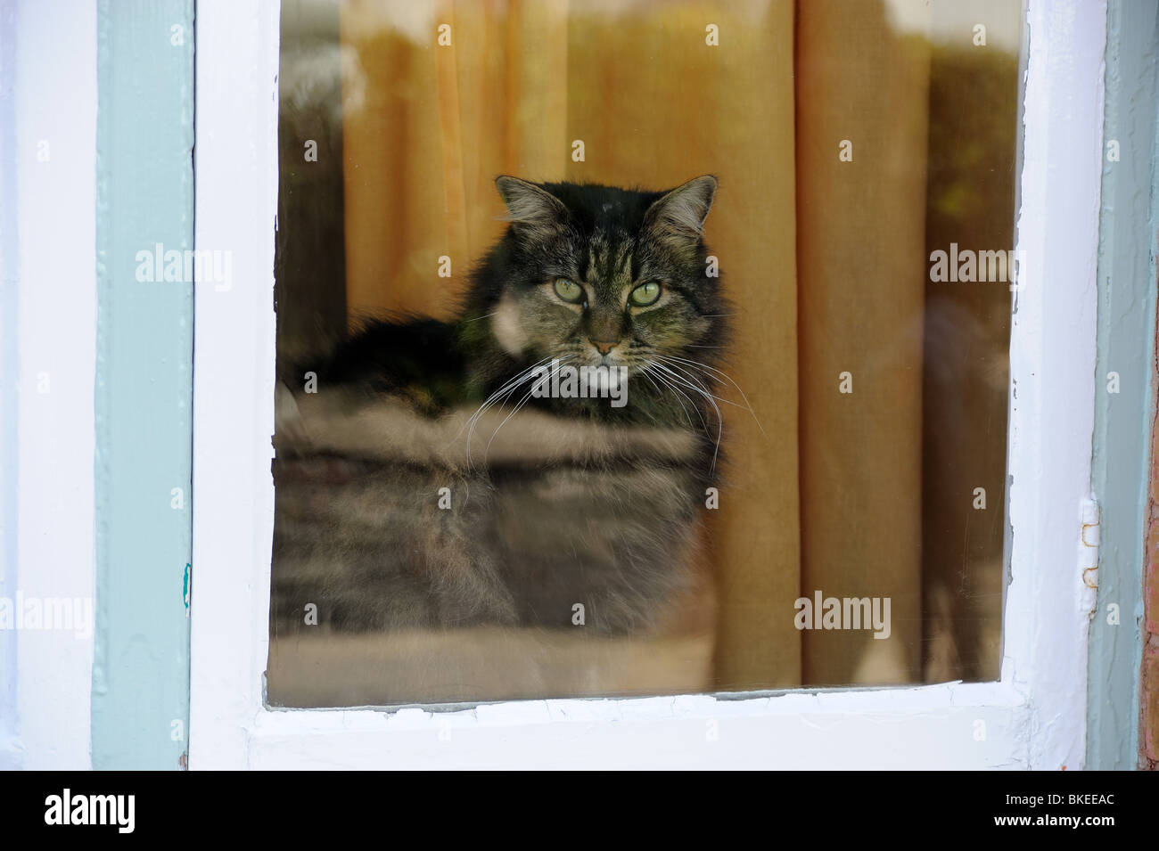 Cat peering through a glass window pane Stock Photo - Alamy