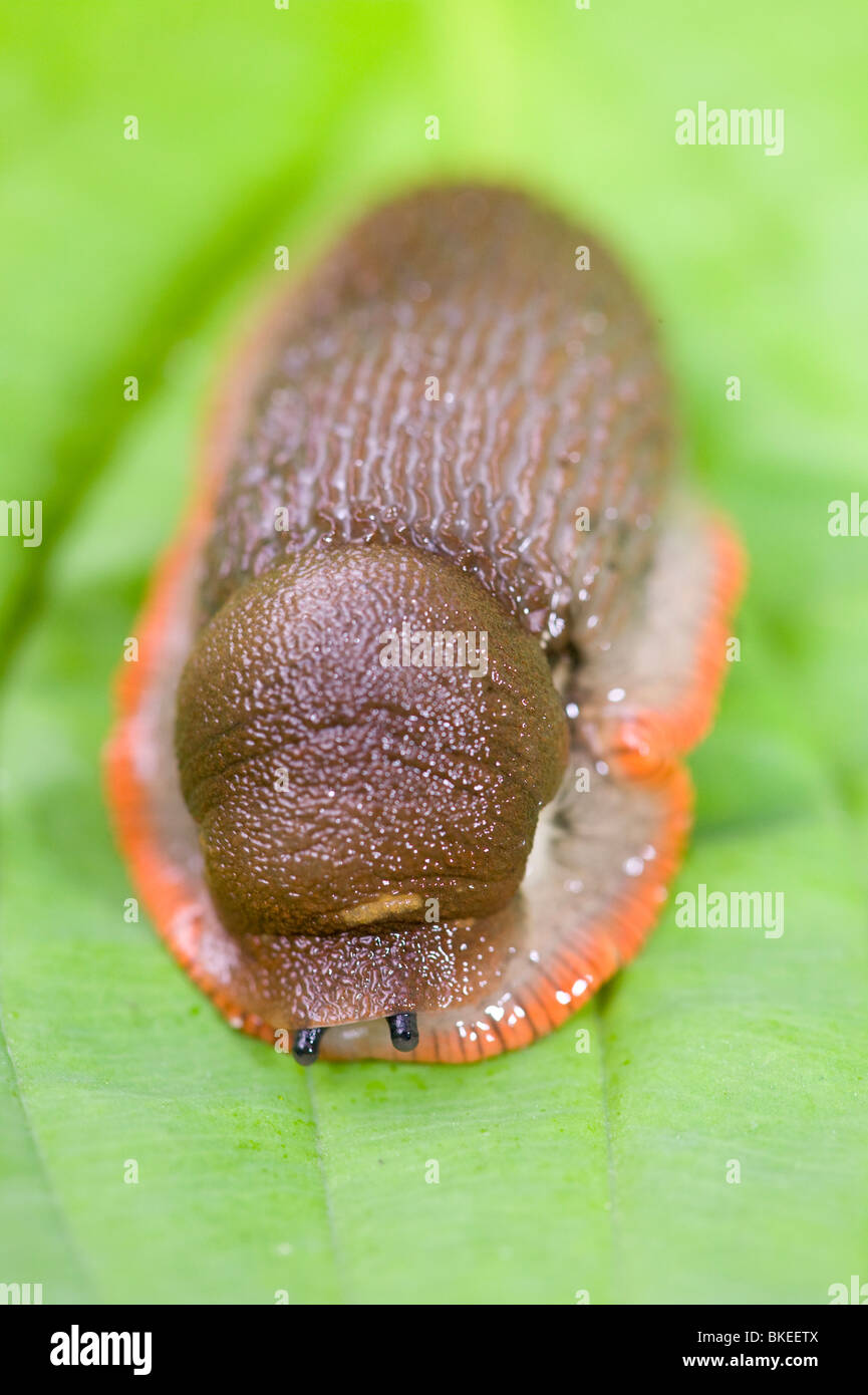Slug slime hi-res stock photography and images - Alamy