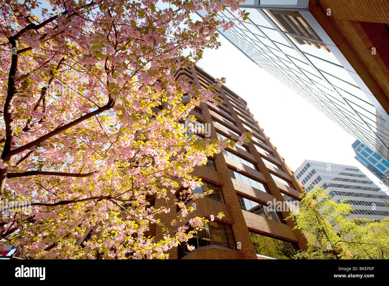 Tree and high-rise Stock Photo - Alamy