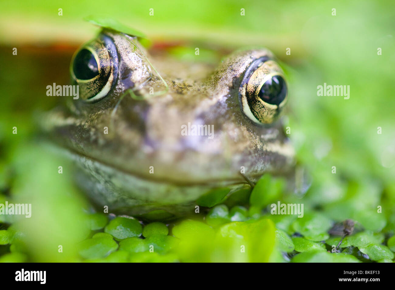 Frog weed pond hi-res stock photography and images - Alamy