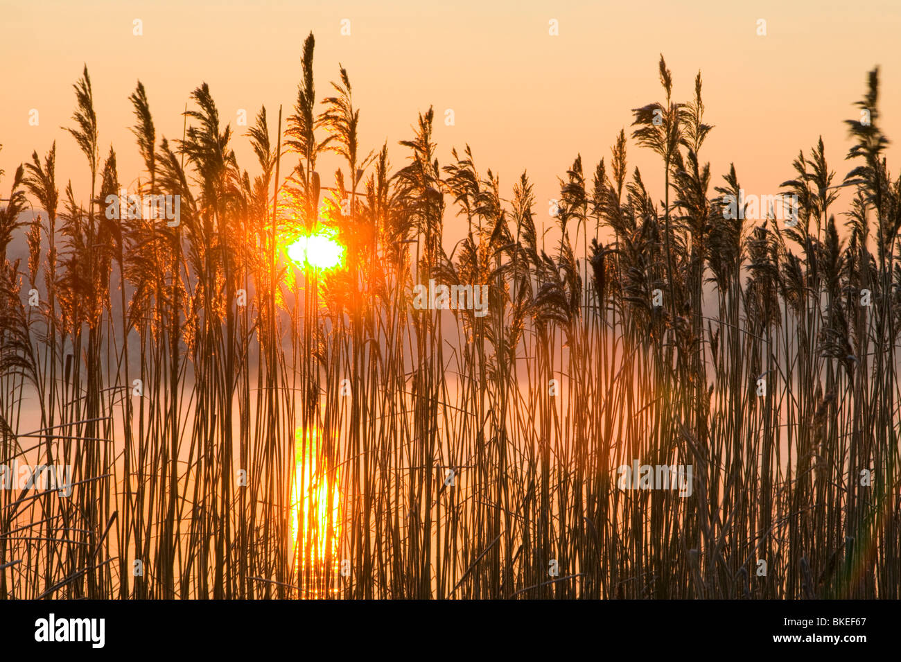 Reed bed on shores hi-res stock photography and images - Alamy