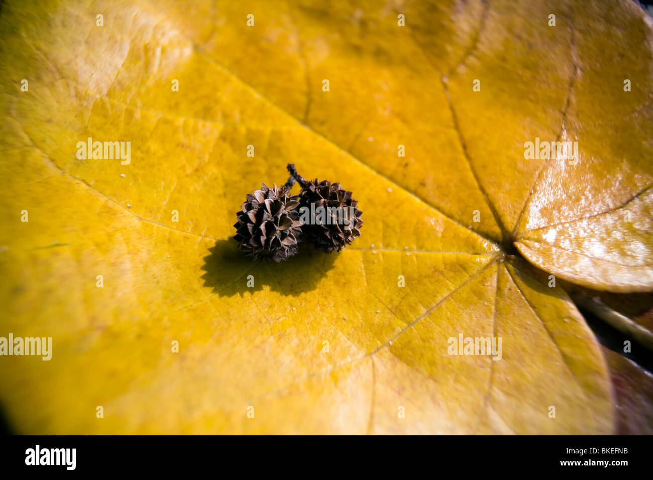 Seed study hi-res stock photography and images - Alamy