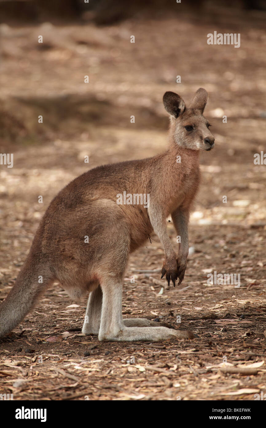Forester Kangaroo ( Macropus giganteus tasmaniensis ), Tasman Peninsula ...