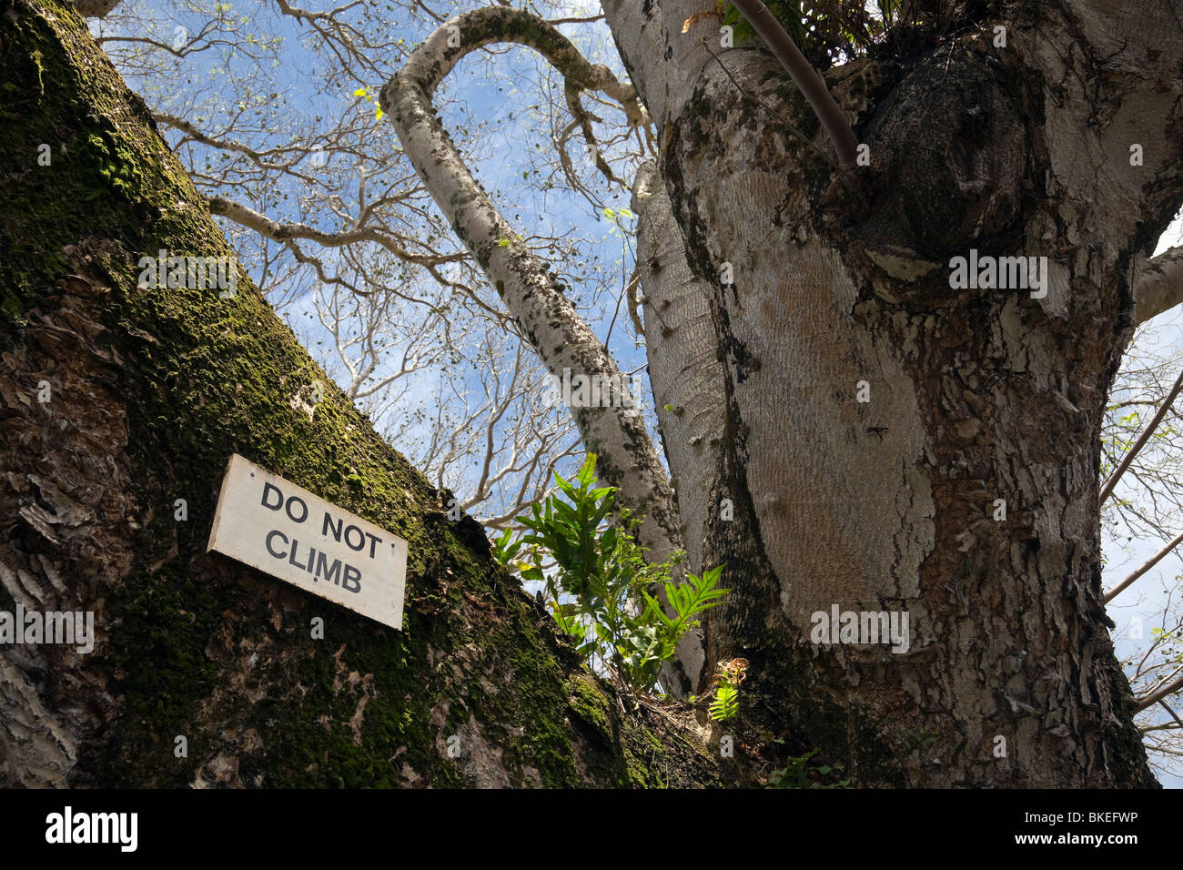 Sign to forbid tree climbing Stock Photo - Alamy
