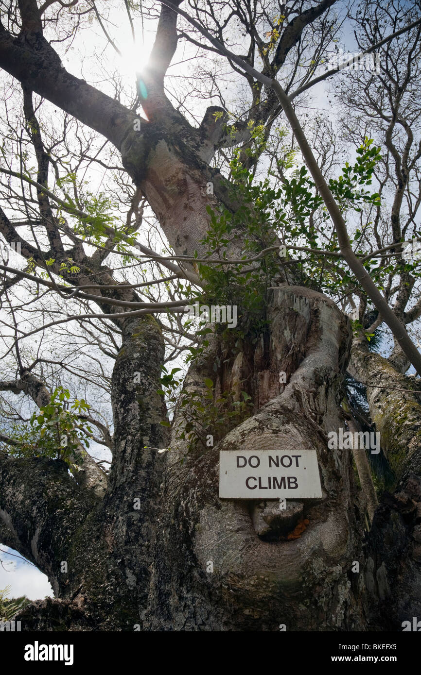 Sign to forbid tree climbing Stock Photo - Alamy