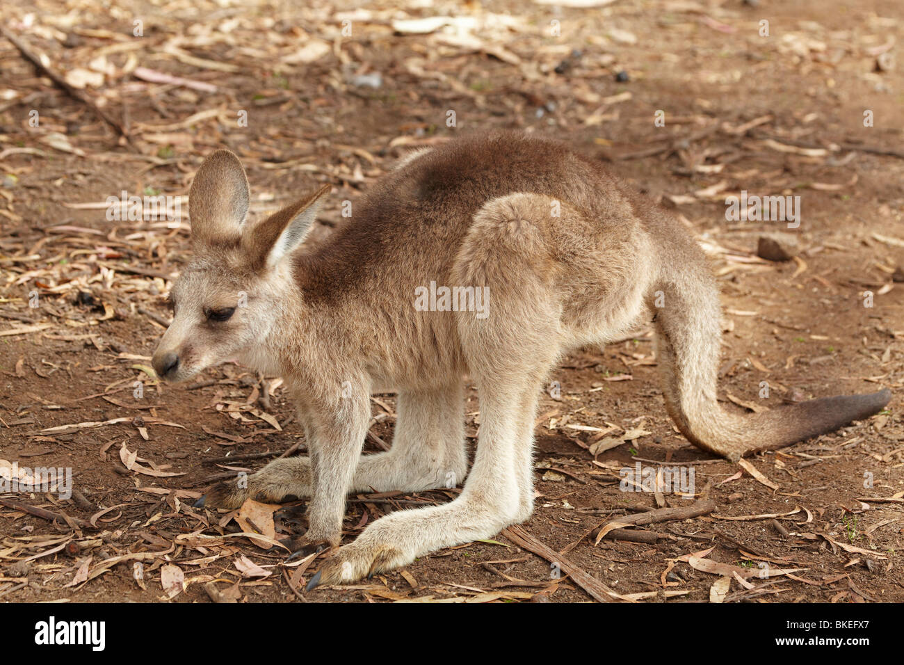 Forester Kangaroo ( Macropus giganteus tasmaniensis ), Tasman Peninsula ...