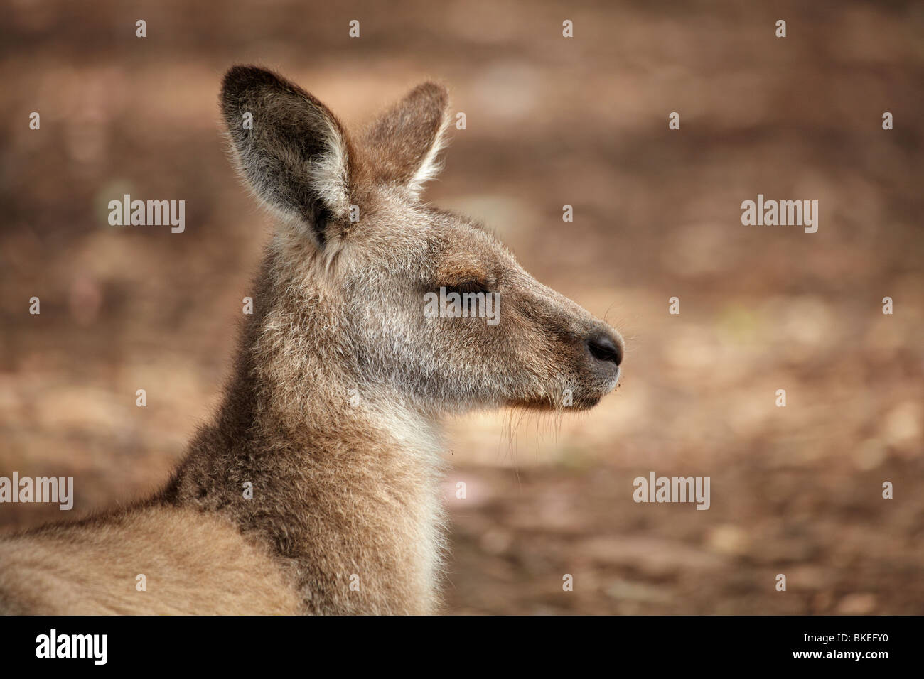 Forester Kangaroo ( Macropus giganteus tasmaniensis ), Tasman Peninsula ...