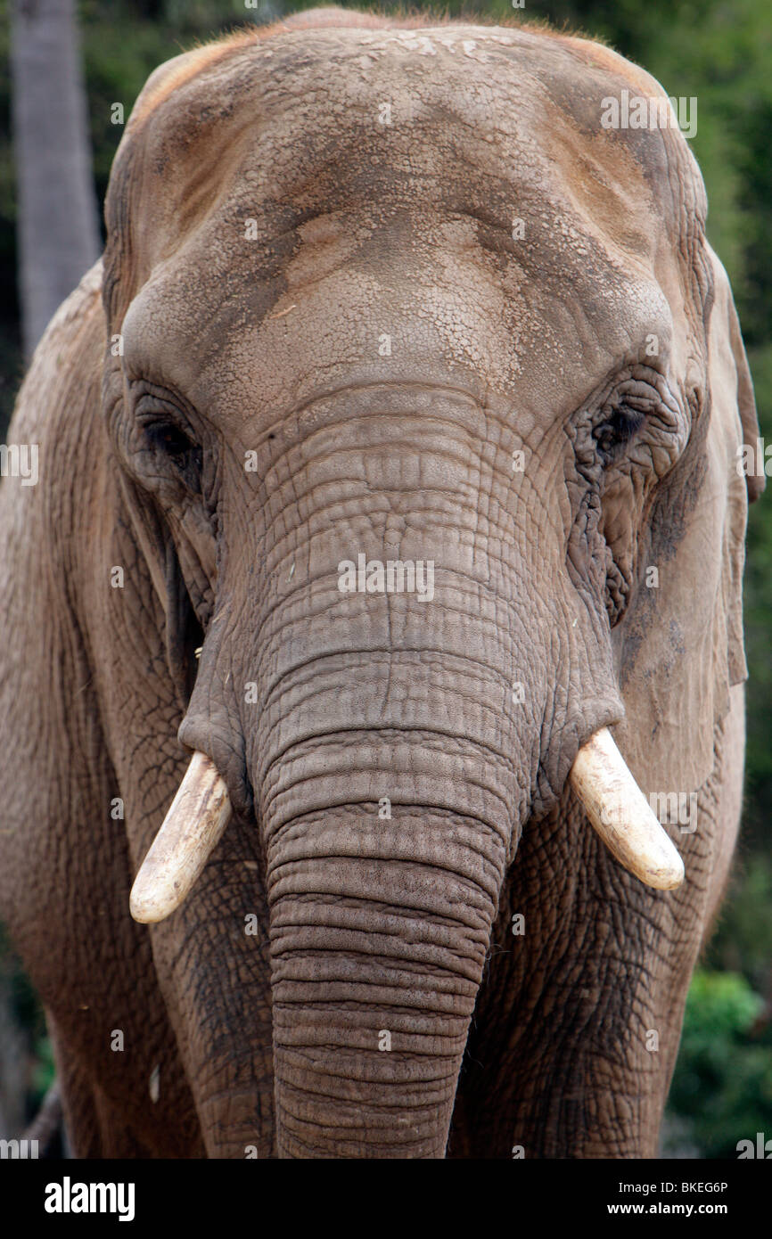 Elephant force hi-res stock photography and images - Alamy