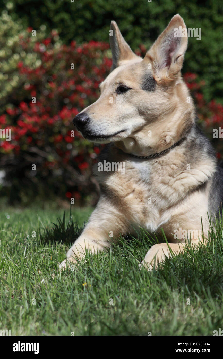 dog in the spring Stock Photo - Alamy