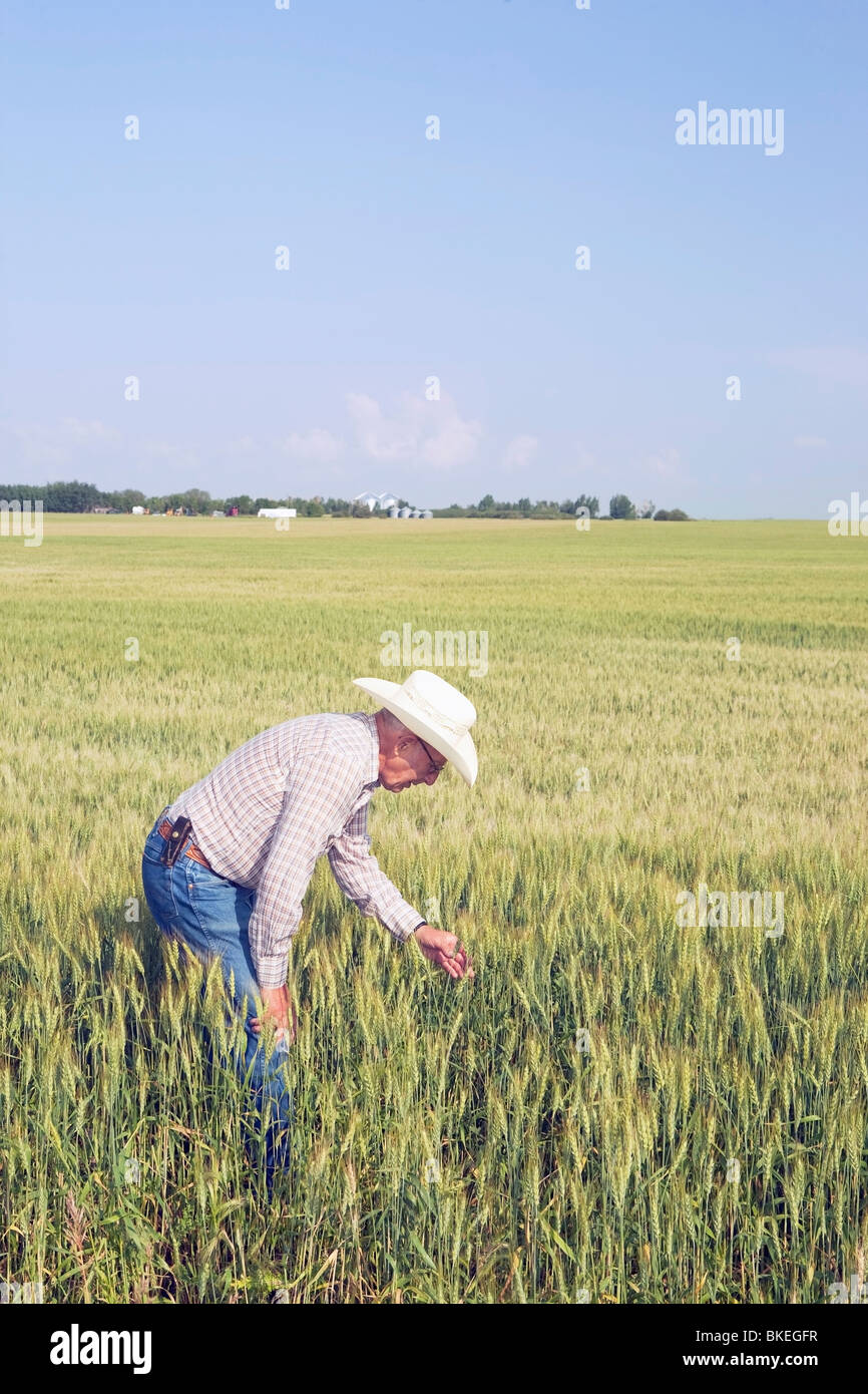 Alberta, Canada; A Farmer In A Wheat Field Stock Photo - Alamy