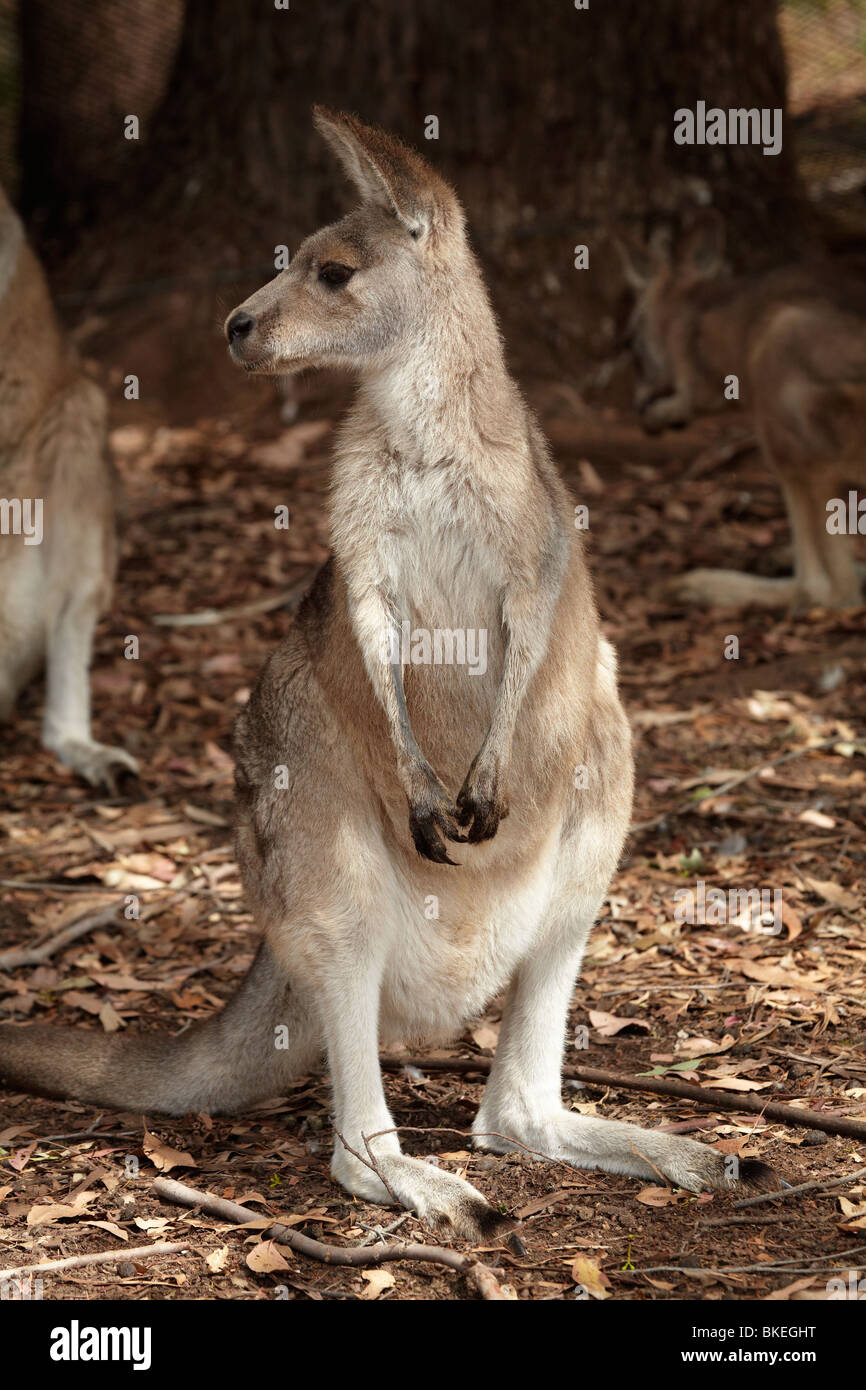 Forester Kangaroo ( Macropus giganteus tasmaniensis ), Tasman Peninsula ...