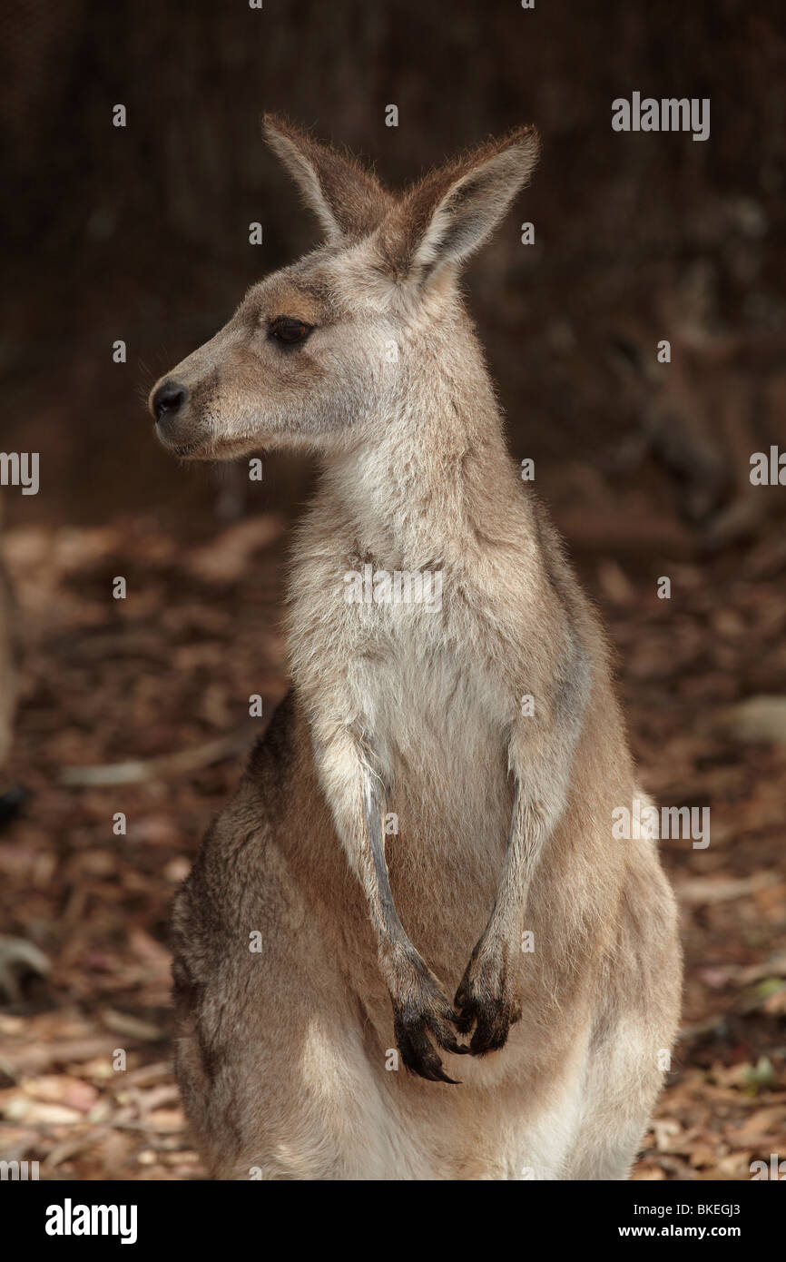 Forester Kangaroo ( Macropus giganteus tasmaniensis ), Tasman Peninsula ...