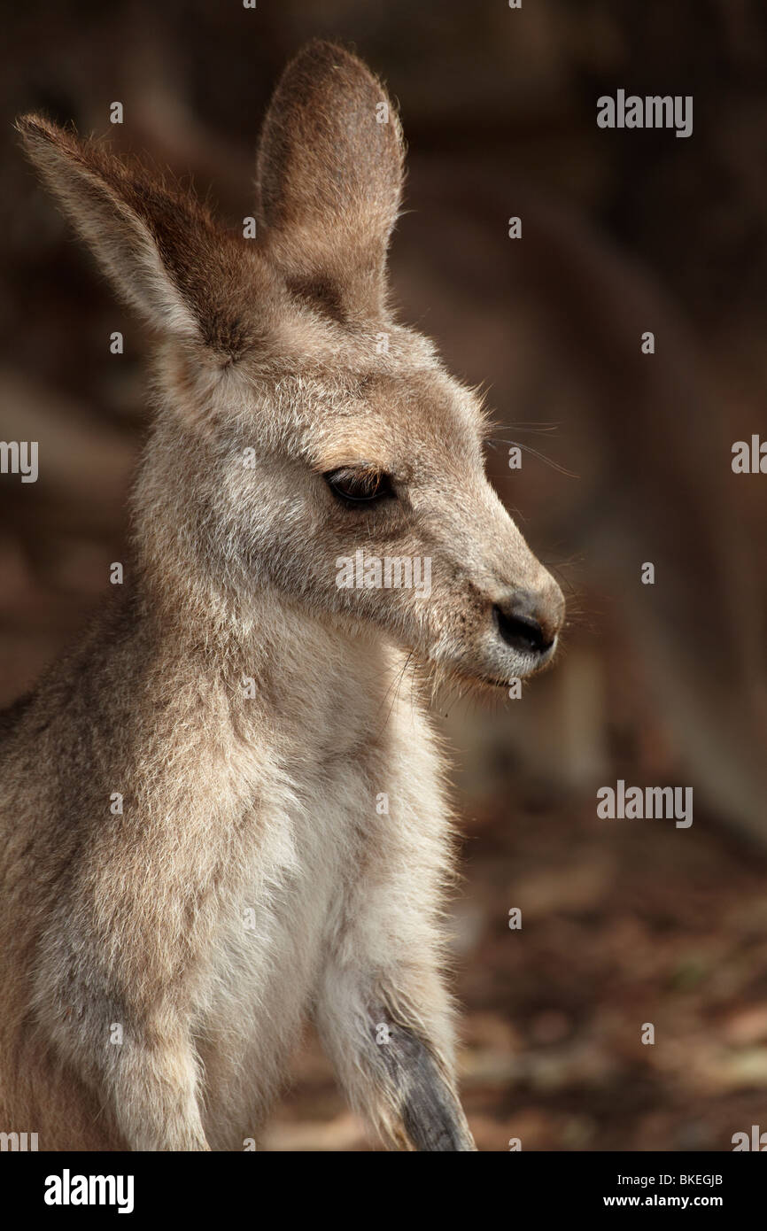 Forester Kangaroo ( Macropus giganteus tasmaniensis ), Tasman Peninsula ...