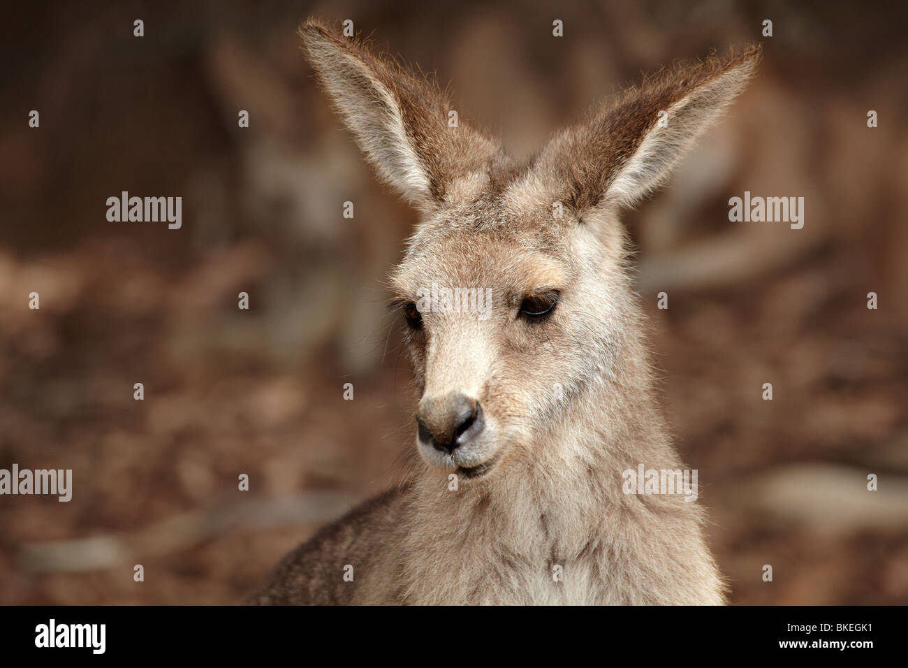 Forester Kangaroo ( Macropus giganteus tasmaniensis ), Tasman Peninsula ...
