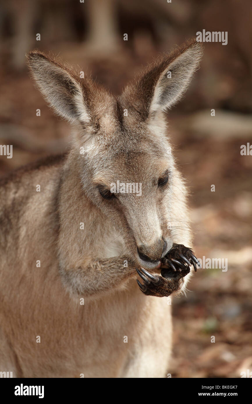 Forester Kangaroo ( Macropus giganteus tasmaniensis ), Tasman Peninsula ...