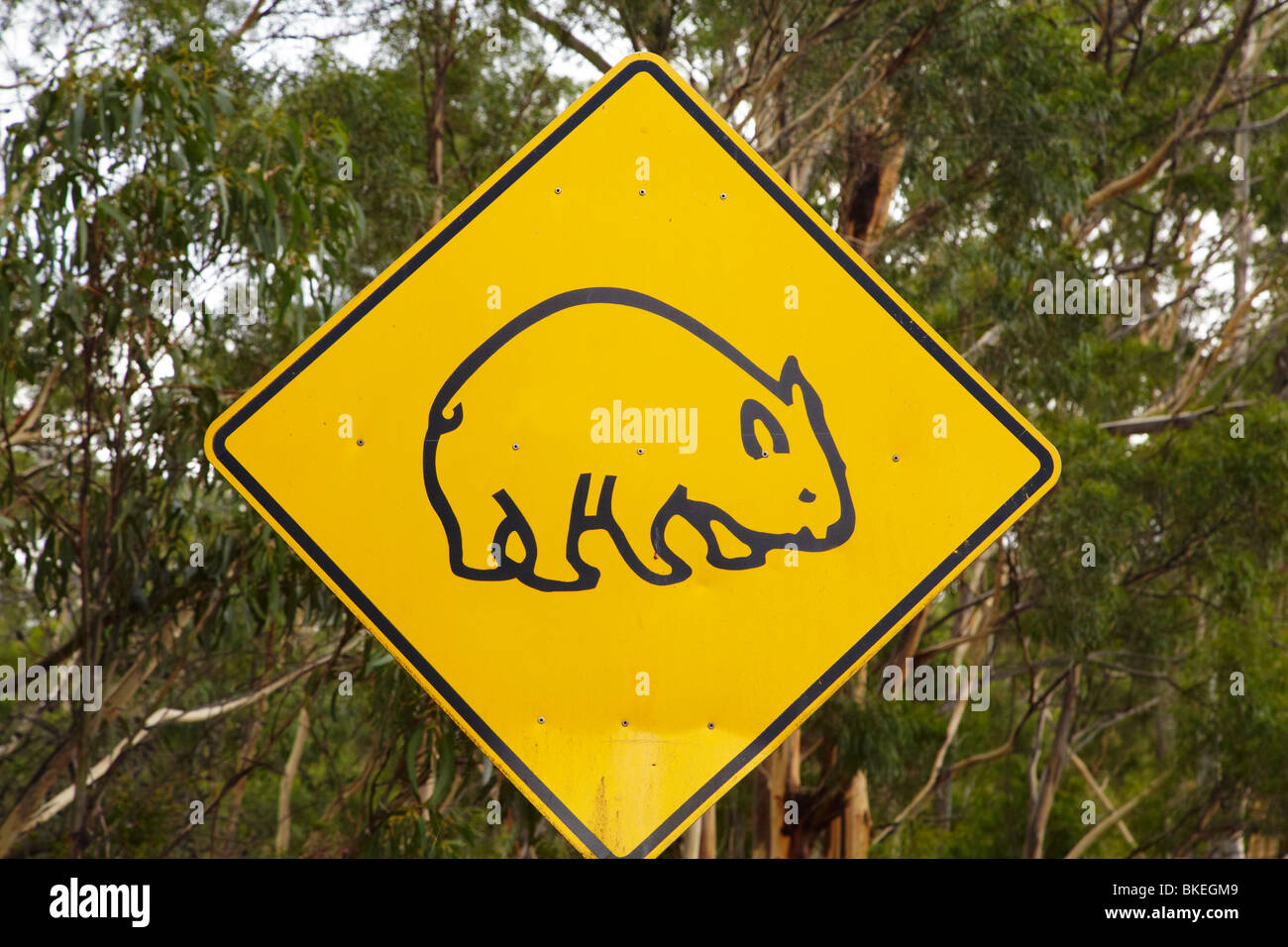 Wombat warning sign, Tasman Peninsula, Southern Tasmania, Australia ...