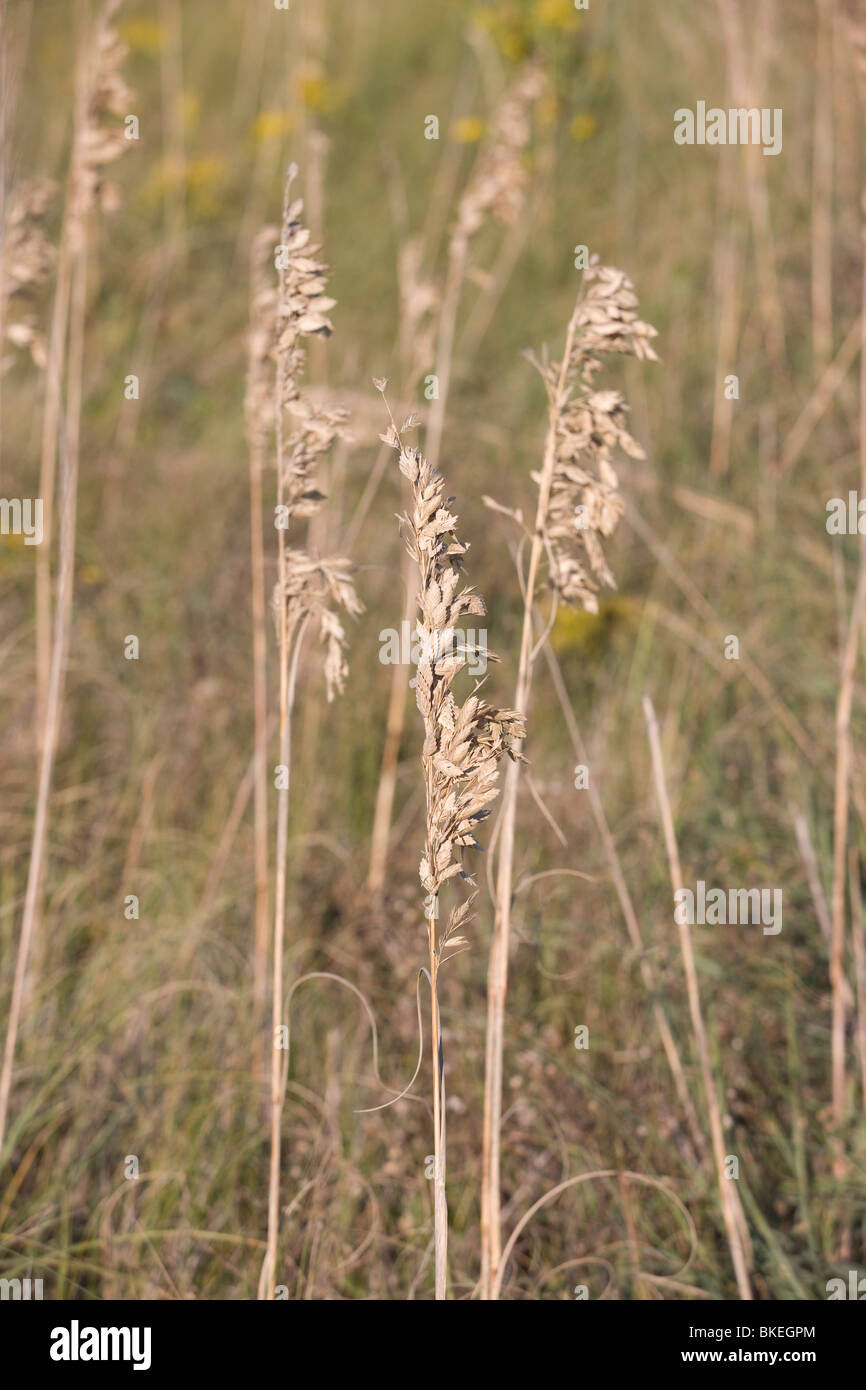 Sea oats at the beach Stock Photo - Alamy