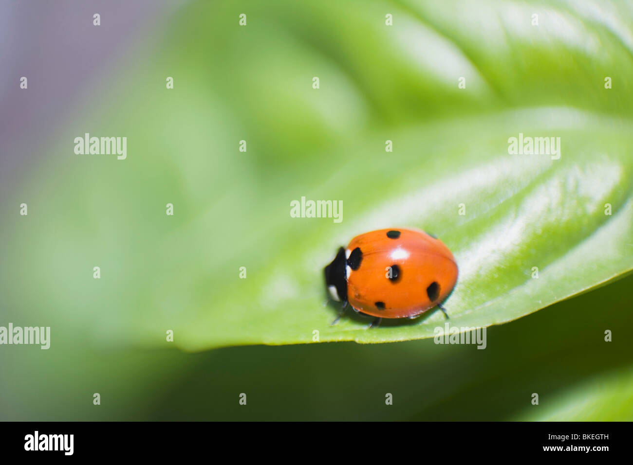 Ladybug On A Leaf Stock Photo - Alamy