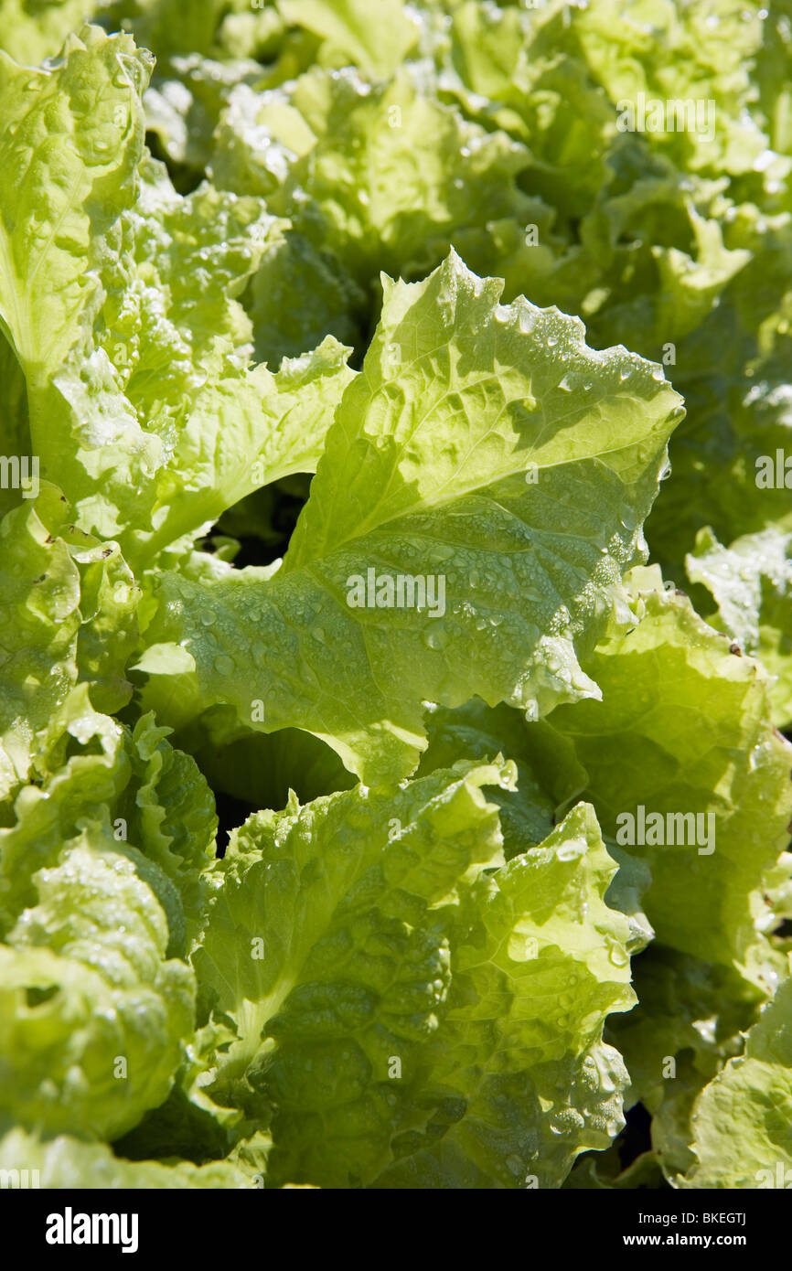 Green Leaf Lettuce Stock Photo - Alamy