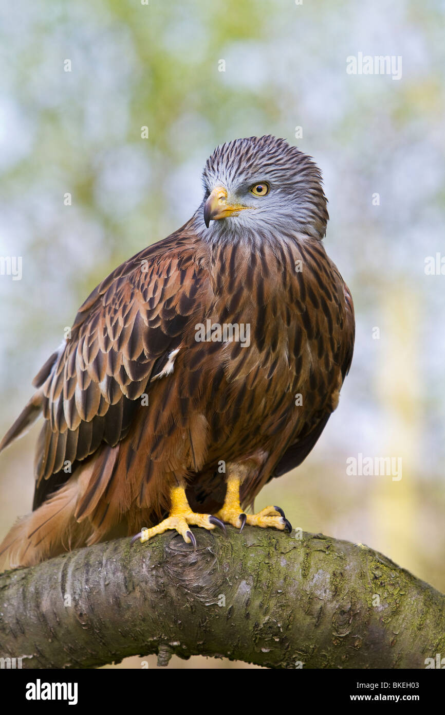 Red kite on a tree branch Stock Photo - Alamy