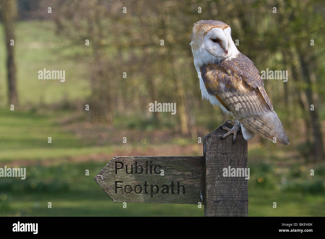 Barn Owl on a Signpost Stock Photo - Alamy