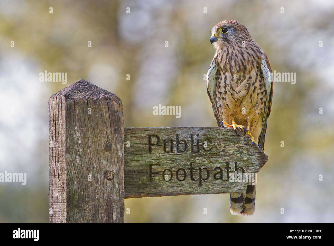 British predators hi-res stock photography and images - Alamy