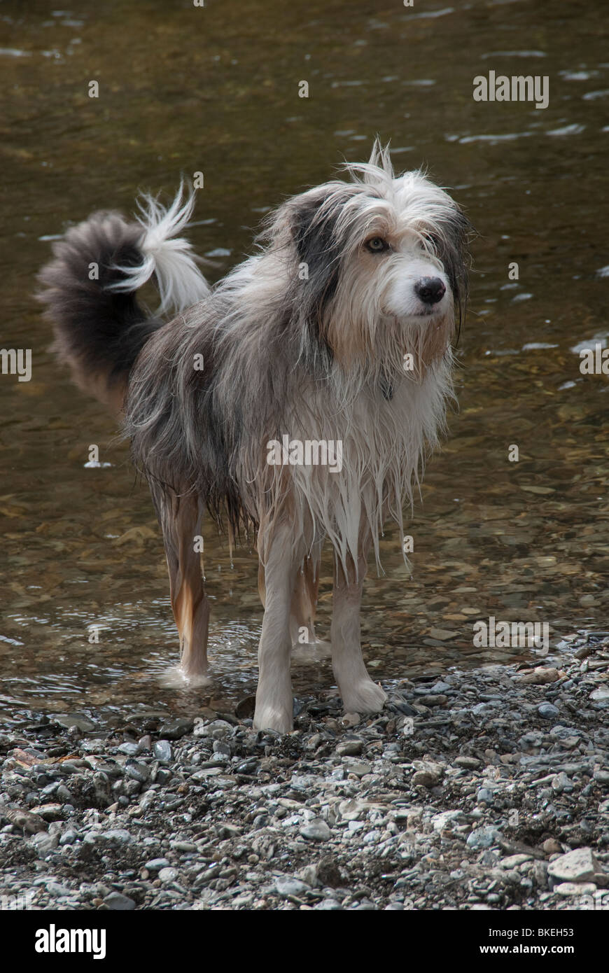 Bearded collie by a river Stock Photo - Alamy