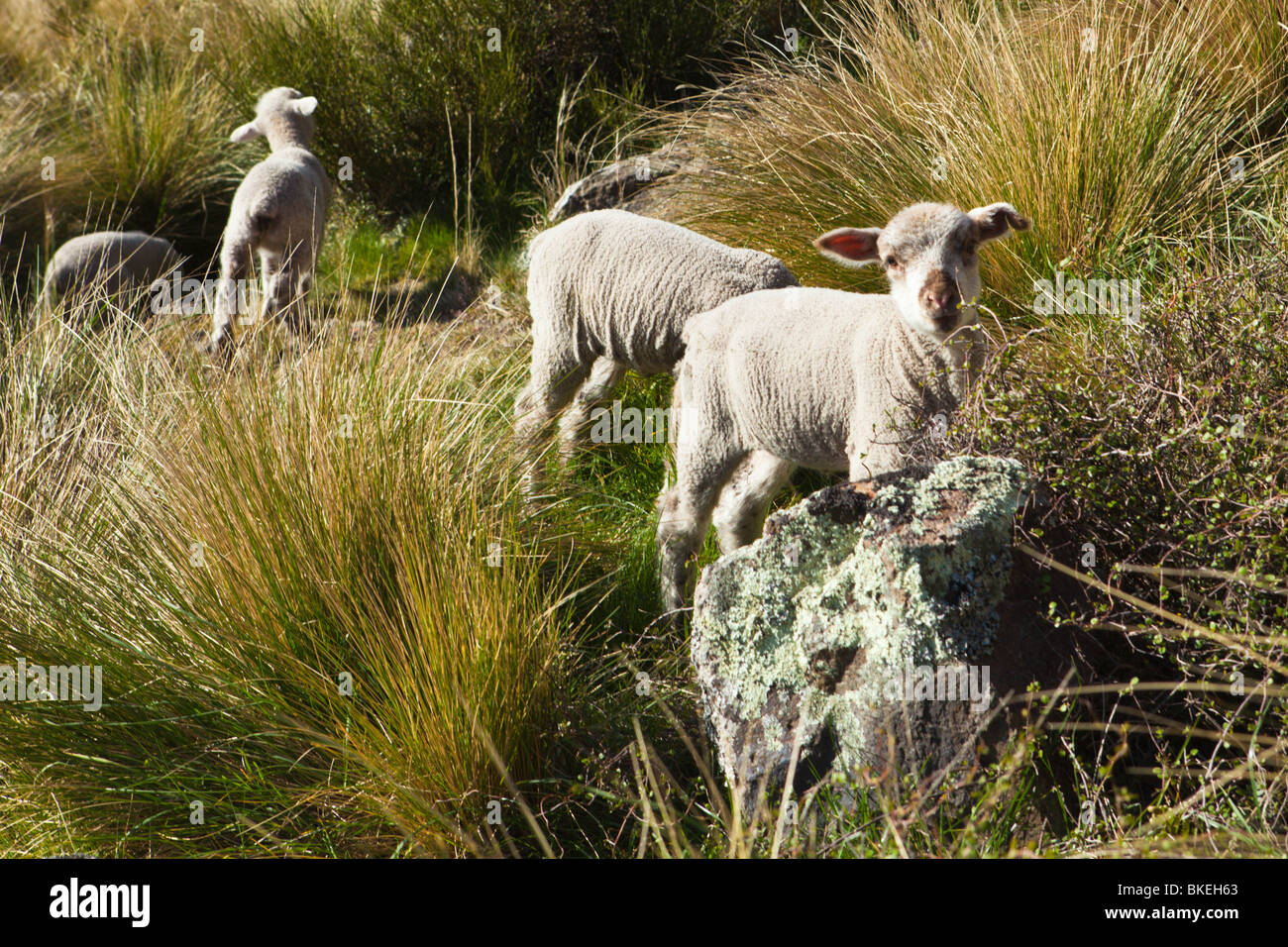 Frolicking lambs hi-res stock photography and images - Alamy