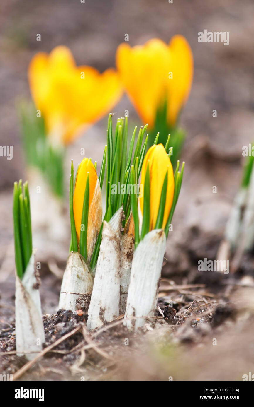 Beautiful Spring Flowers Stock Photo - Alamy