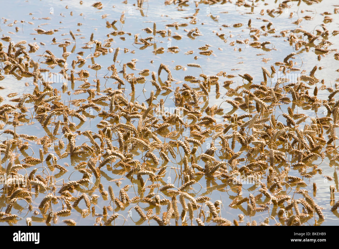 Crops destroyed by flooding hi-res stock photography and images - Alamy