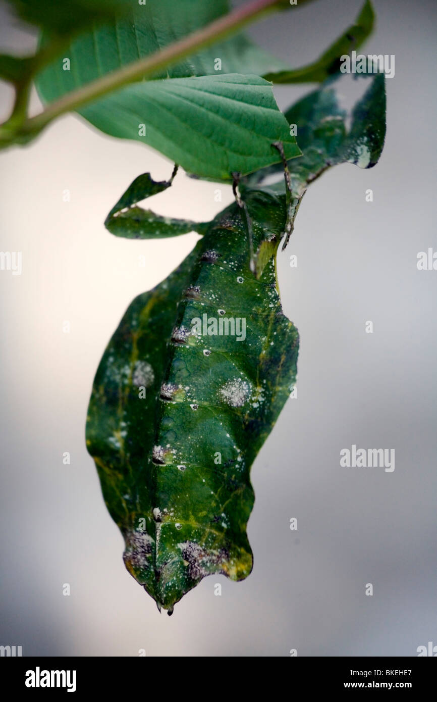 a leaf insect insect eating Stock Photo - Alamy