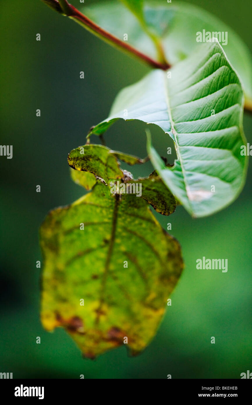 a leaf insect insect eating Stock Photo - Alamy