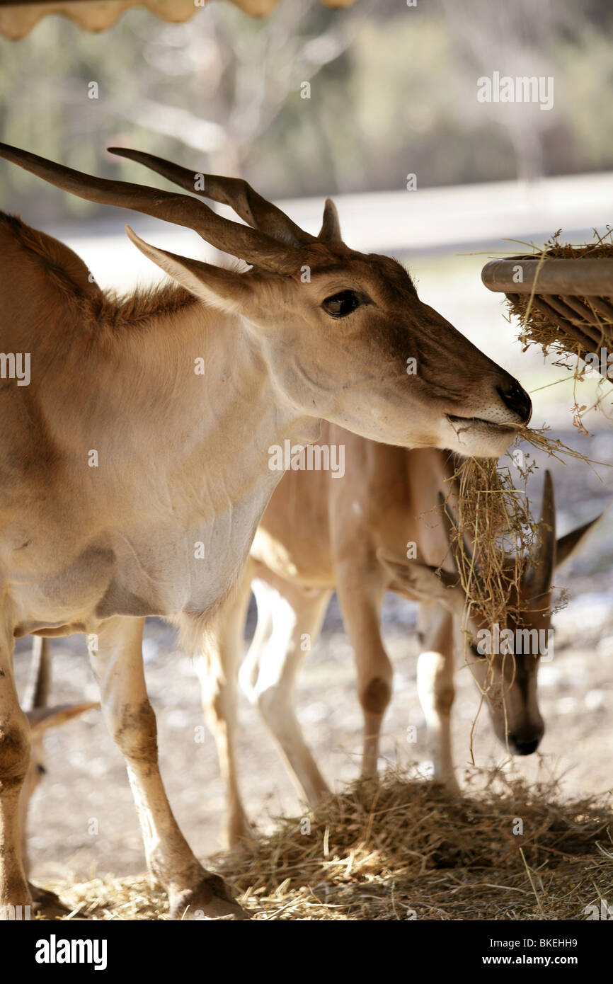 Antelope white background hi-res stock photography and images - Alamy
