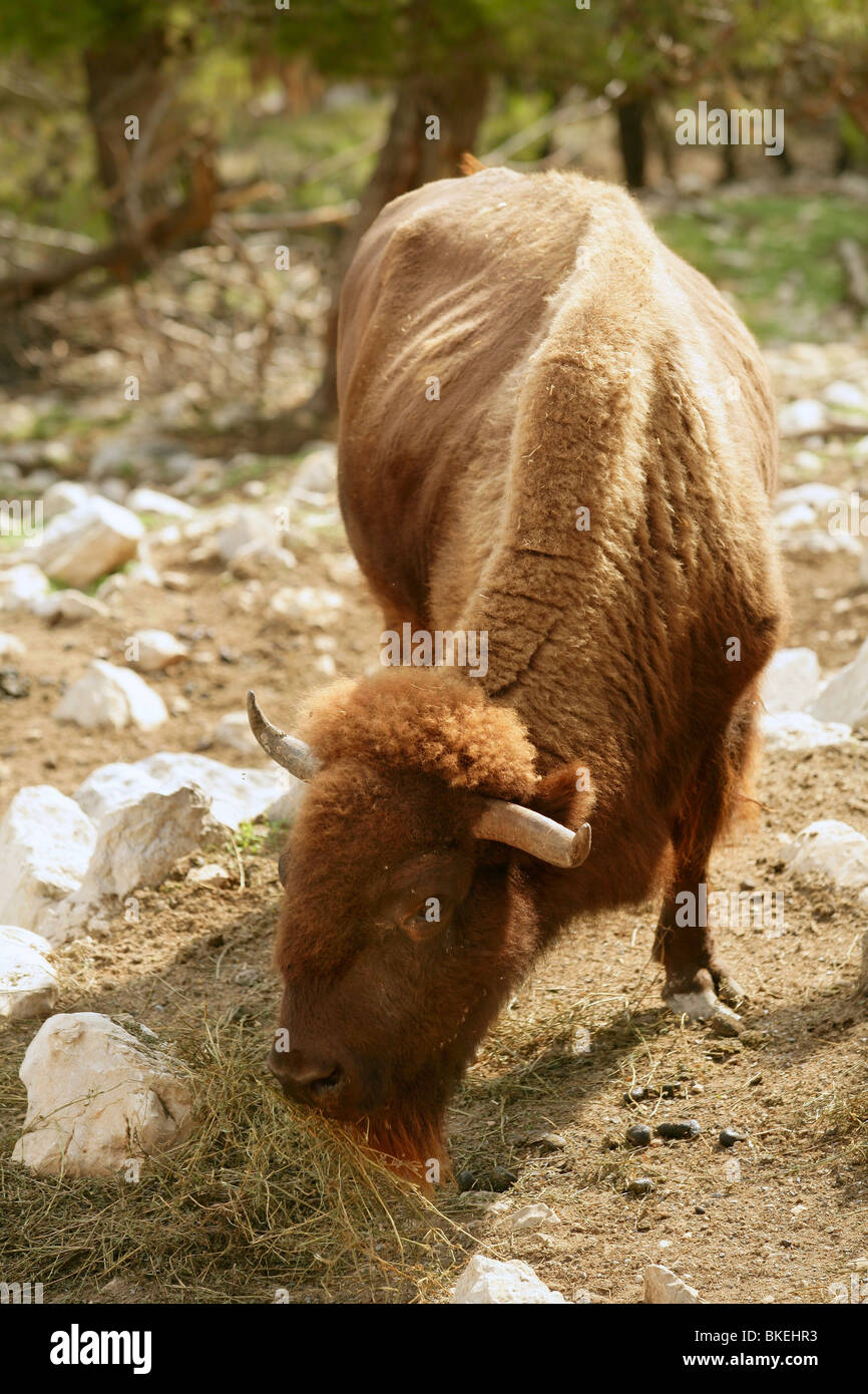 Bison eating front view powerful bull Stock Photo - Alamy