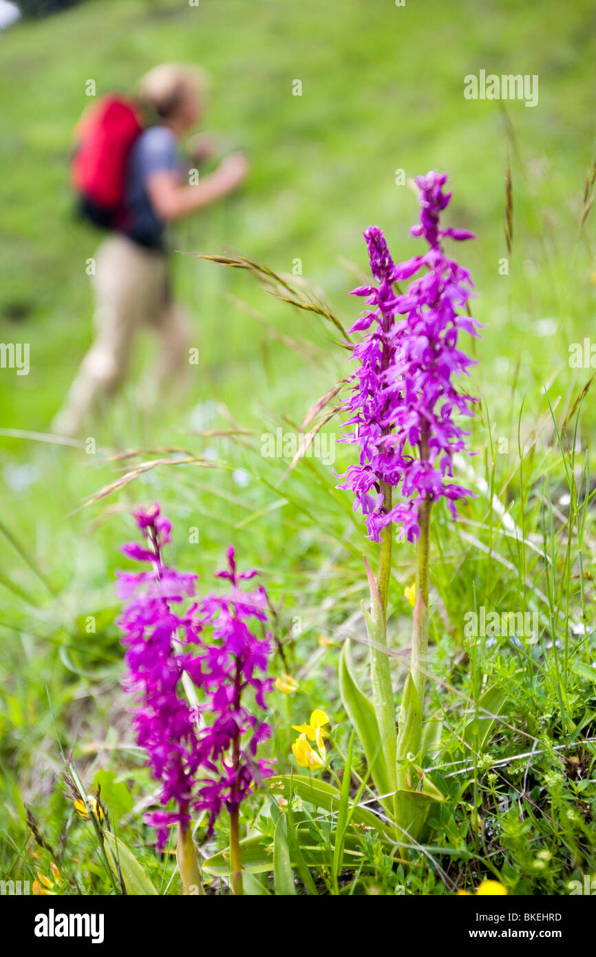 Orchids growing in the Dolomite mountains of Italy Many Alpine flowers ...