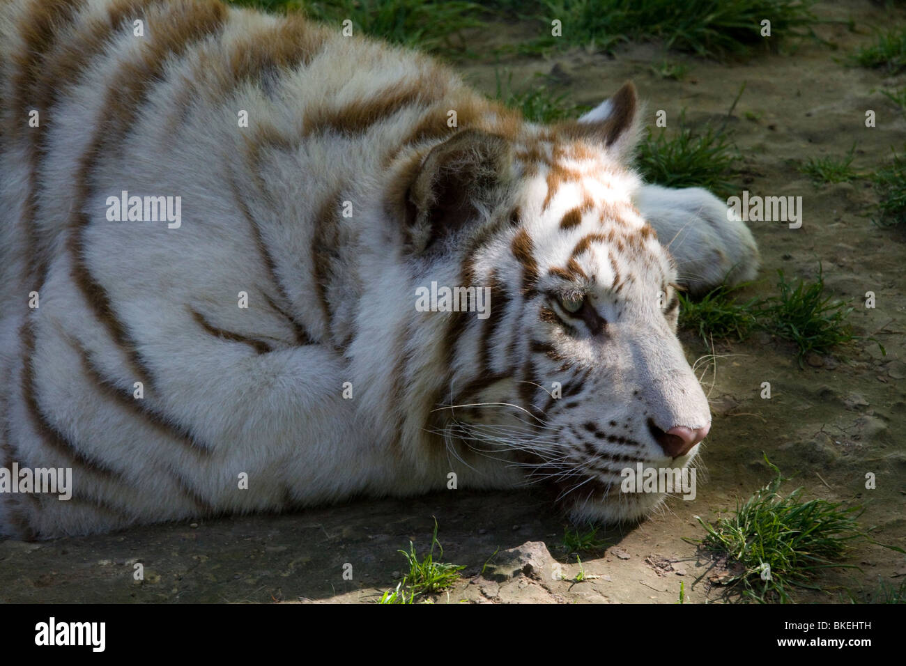 Zoo old tiger hi-res stock photography and images - Alamy