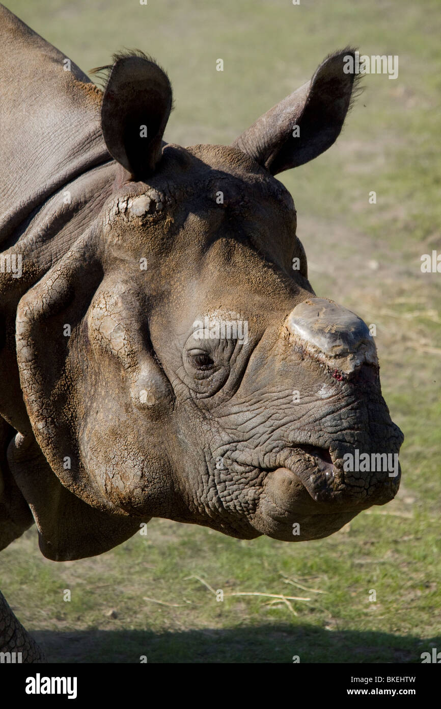Javan Rhinoceros High Resolution Stock Photography and Images - Alamy